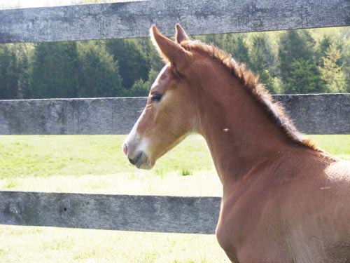 TripTheLightFantastic